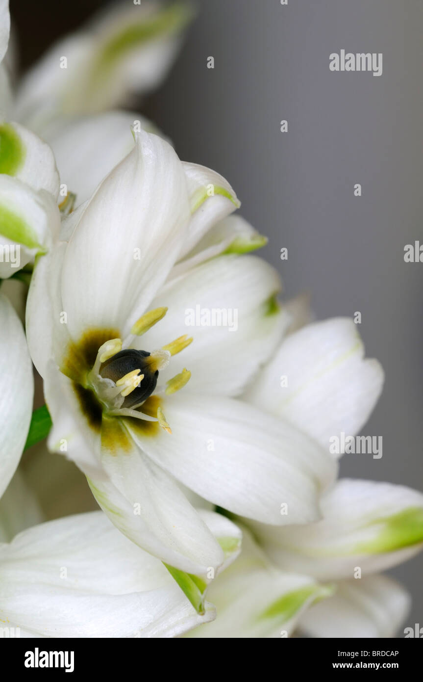 Ornithogalum thyrsoides Wonder-flower Cape Chincherinchee white bloom ...
