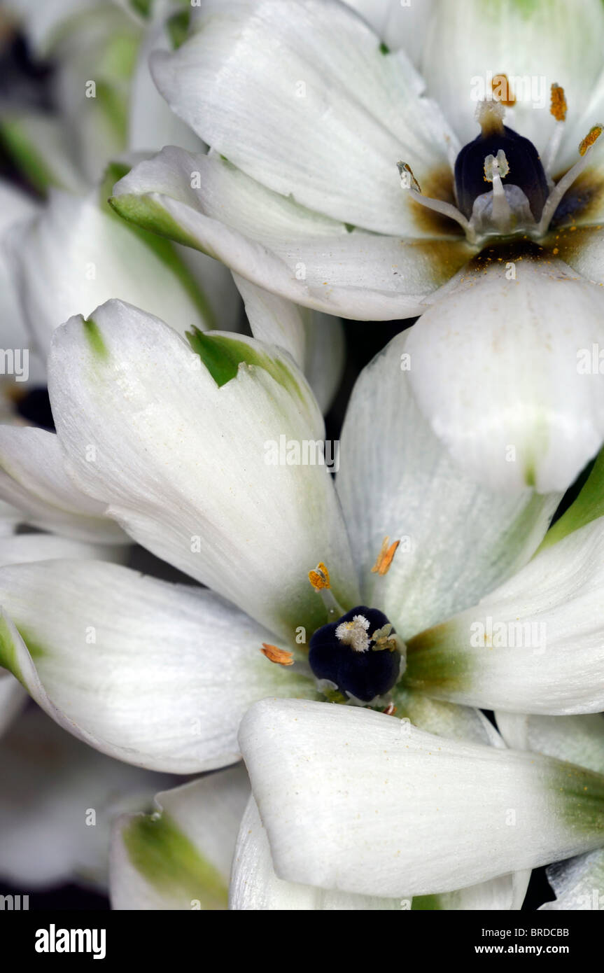 Ornithogalum thyrsoides Wonder-flower Cape Chincherinchee white bloom ...