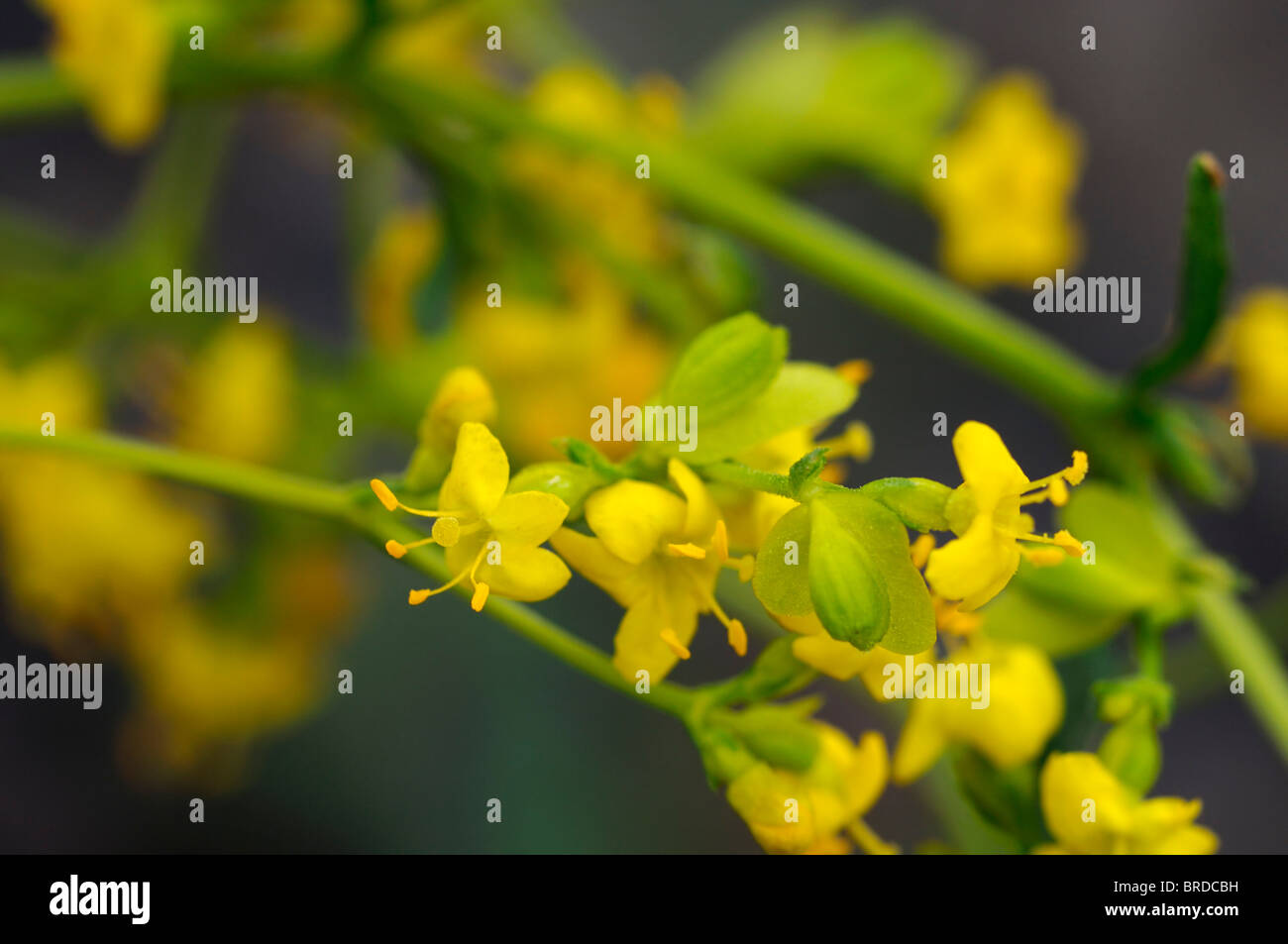 Patrinia intermedia bai jiang cao perennial herb valerian family ...