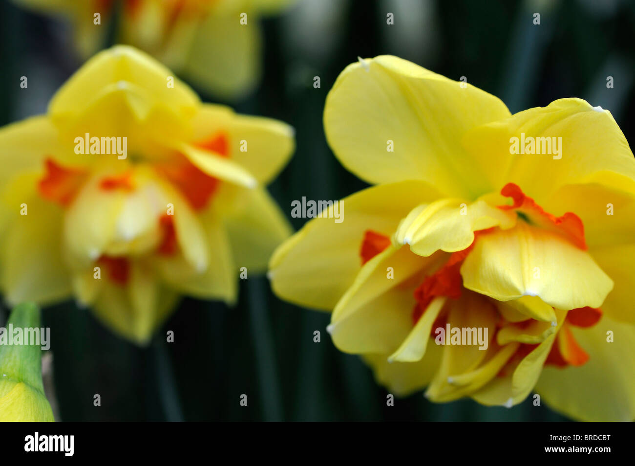 Frilly flower petals hi-res stock photography and images - Alamy