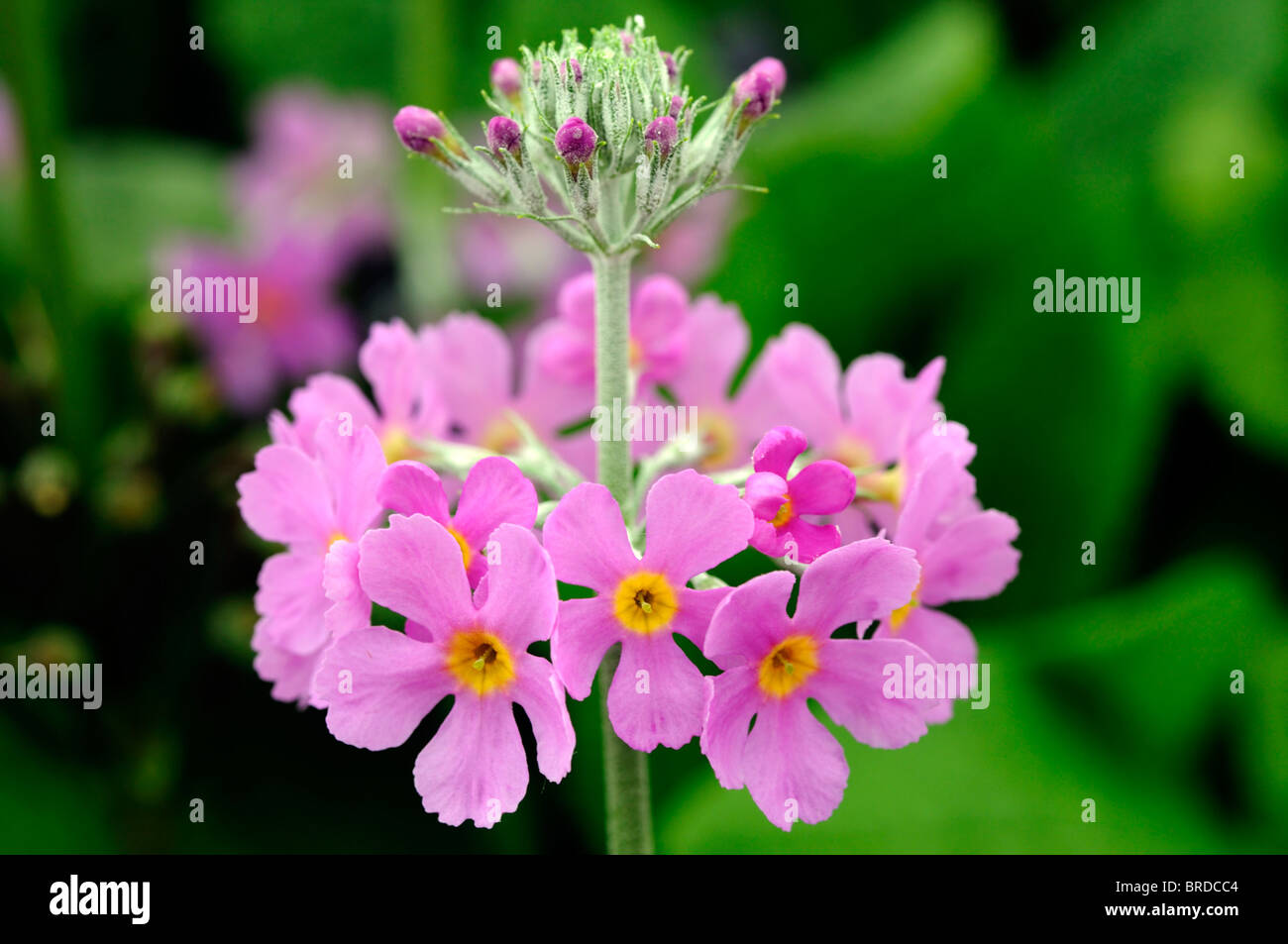 primula peninsula hybrid tall Japanese Primrose Cowslip pink purple ...
