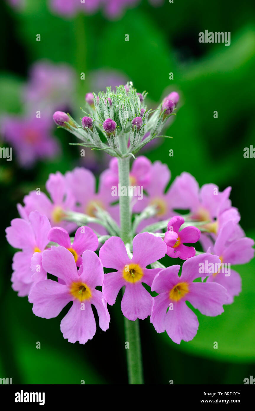 primula peninsula hybrid tall Japanese Primrose Cowslip pink purple ...