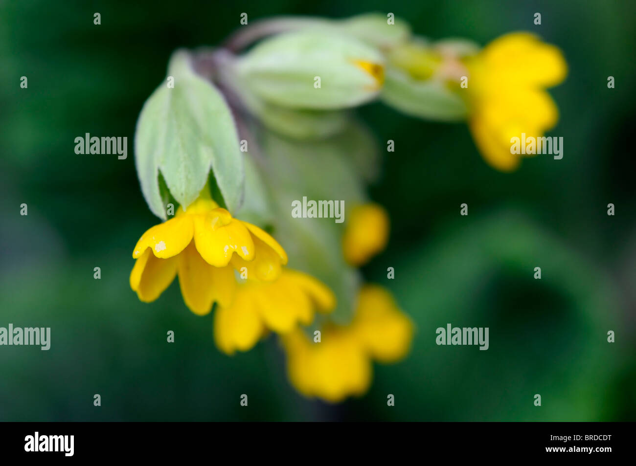 Primula veris cowslip yellow common variety variant species sp close up ...