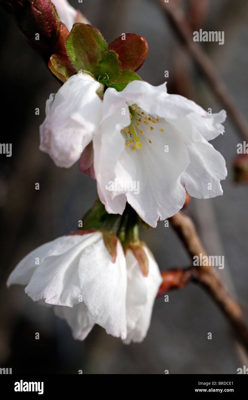 Prunus serrulata Shirofugen Japanese Flowering Cherry Stock Photo - Alamy