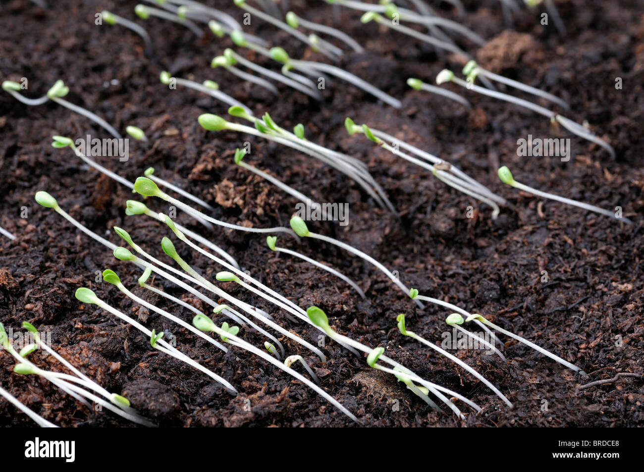 Seedlings leaning hi-res stock photography and images - Alamy