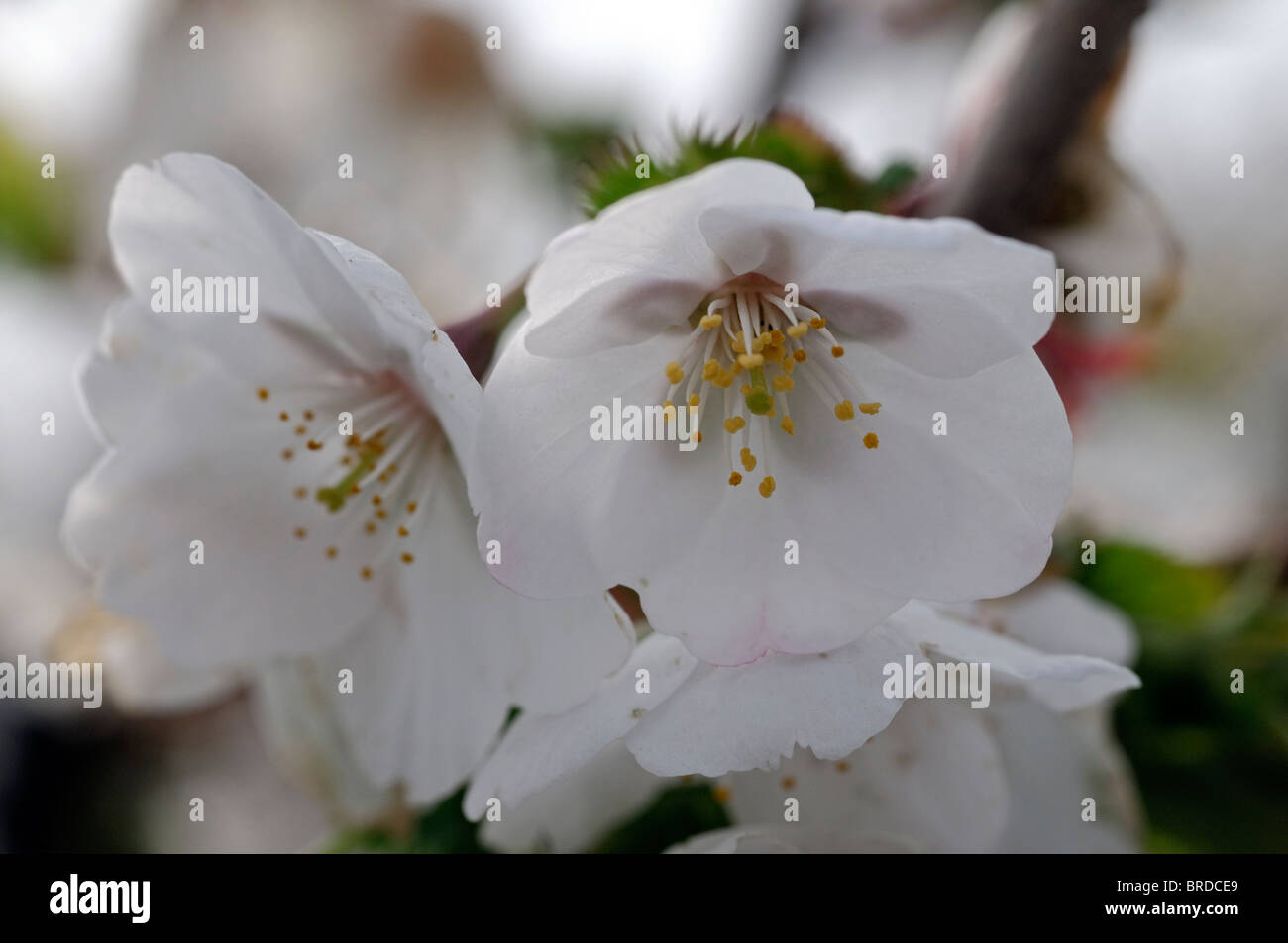 Prunus pendula pendula rosea hi-res stock photography and images - Alamy