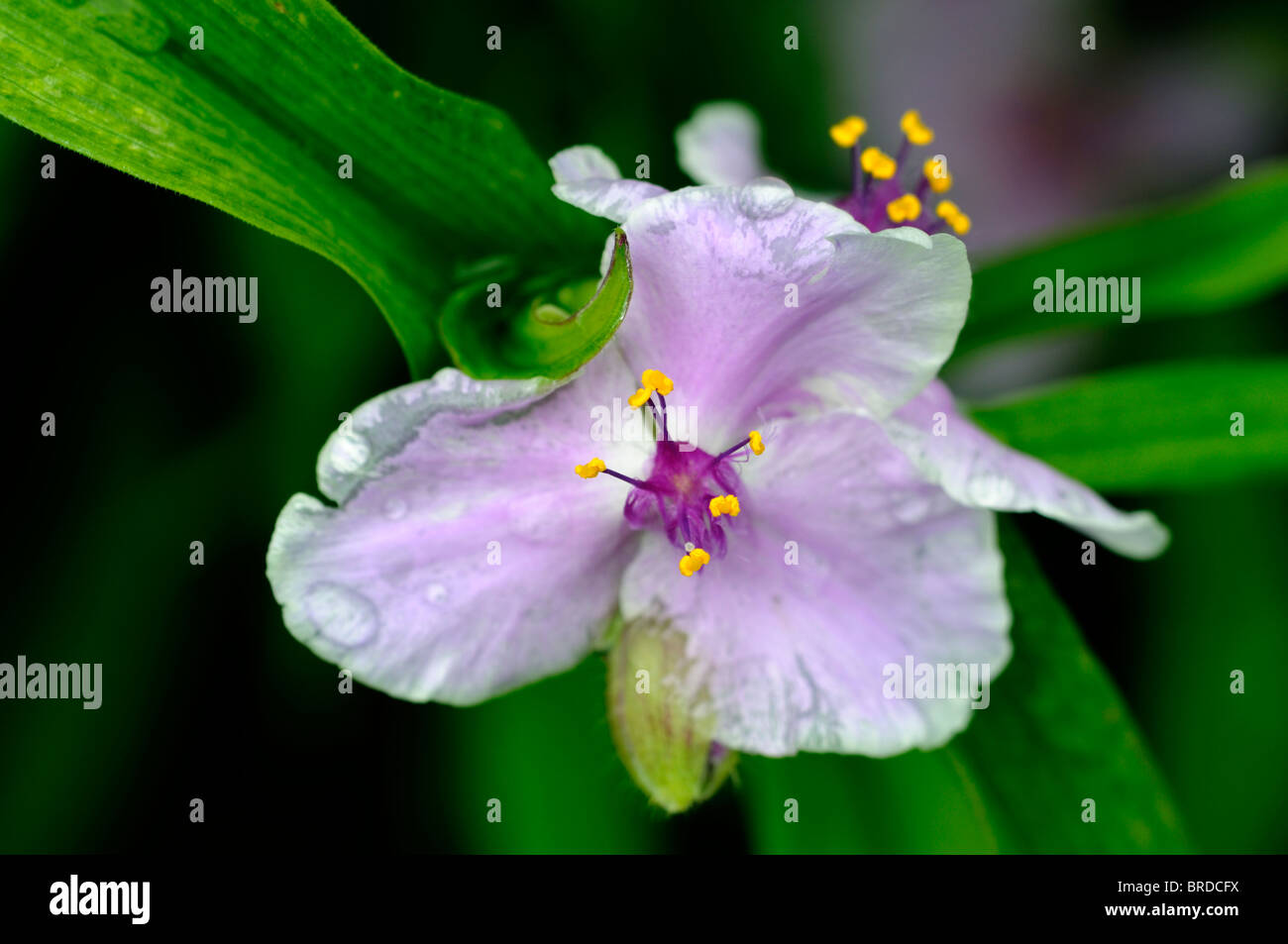 Tradescantia x andersoniana 'Concord Grape' spiderwort perennial plant ...
