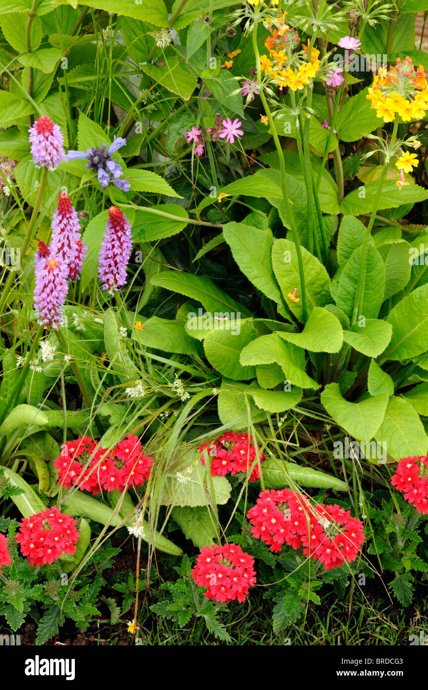 Mixed species hi-res stock photography and images - Alamy