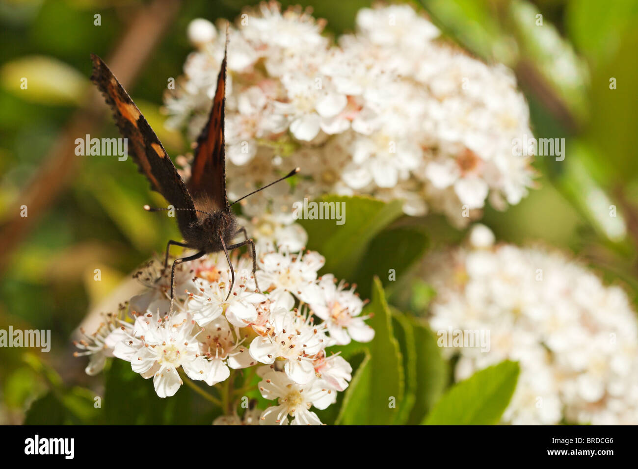 Small tortoiseshell butterfly collecting nectar Stock Photo - Alamy
