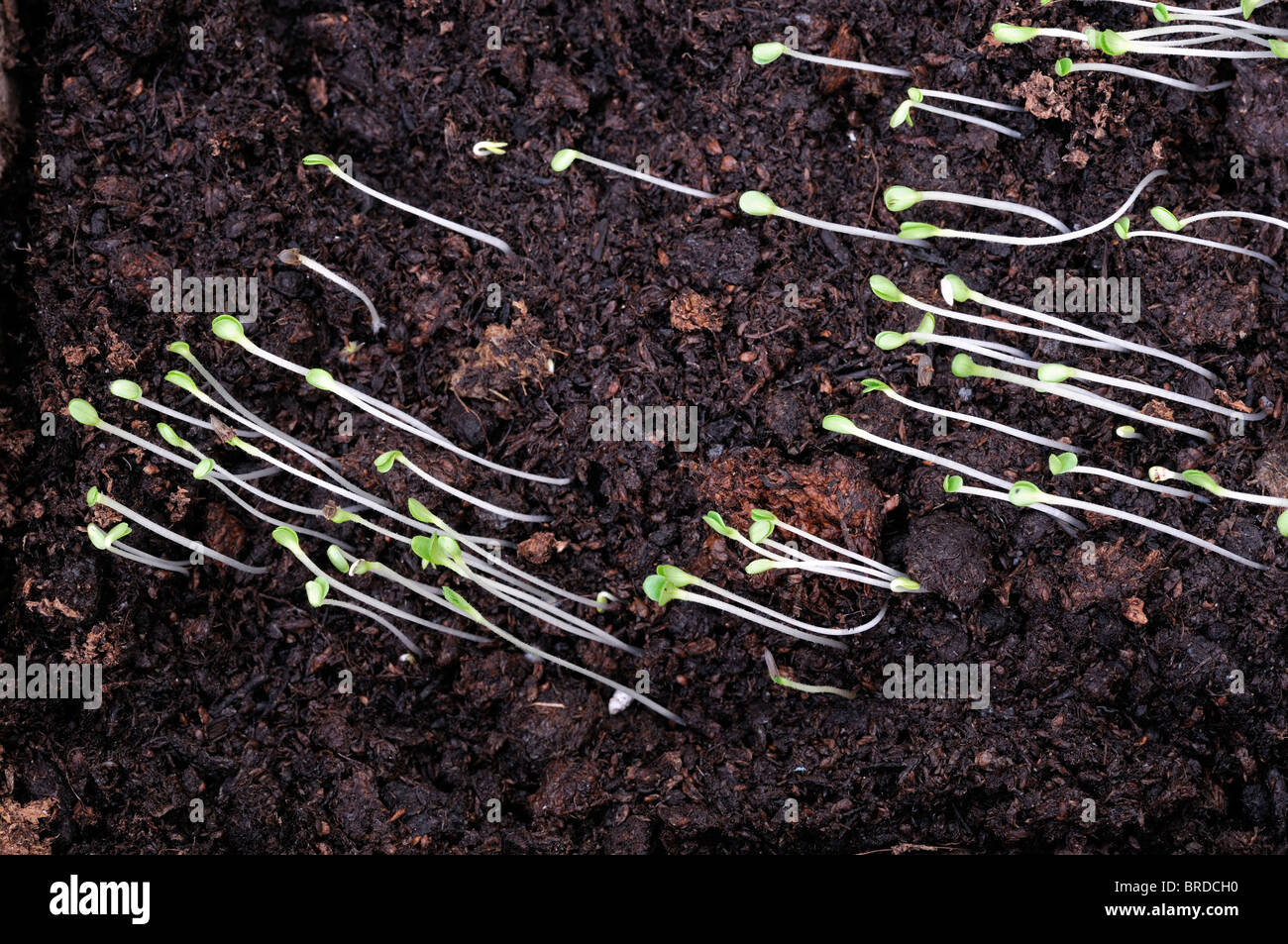 Seedlings sprout sprouting in compost lean leaning grow growing towards ...