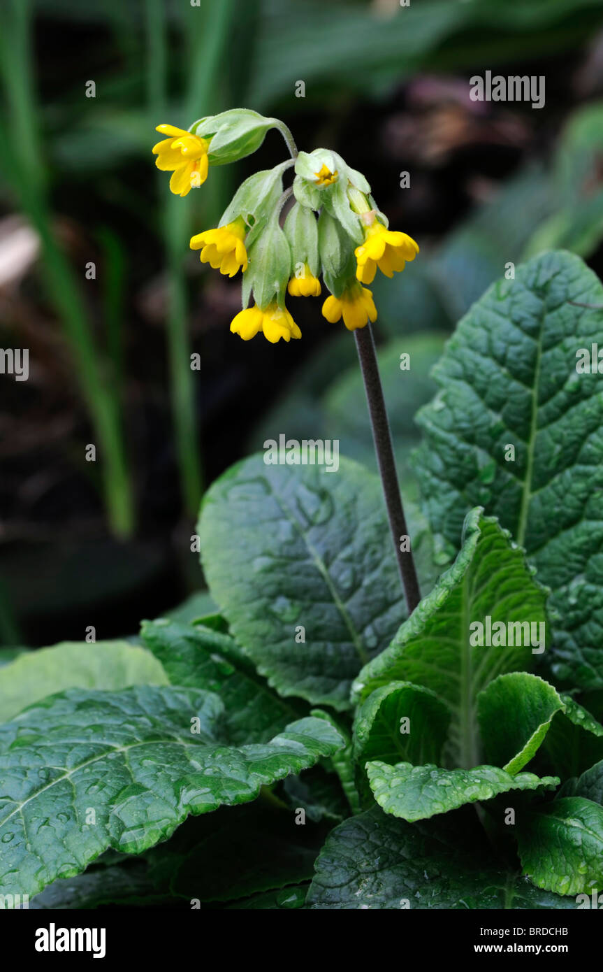 Primula veris cowslip yellow common variety variant species sp close up ...