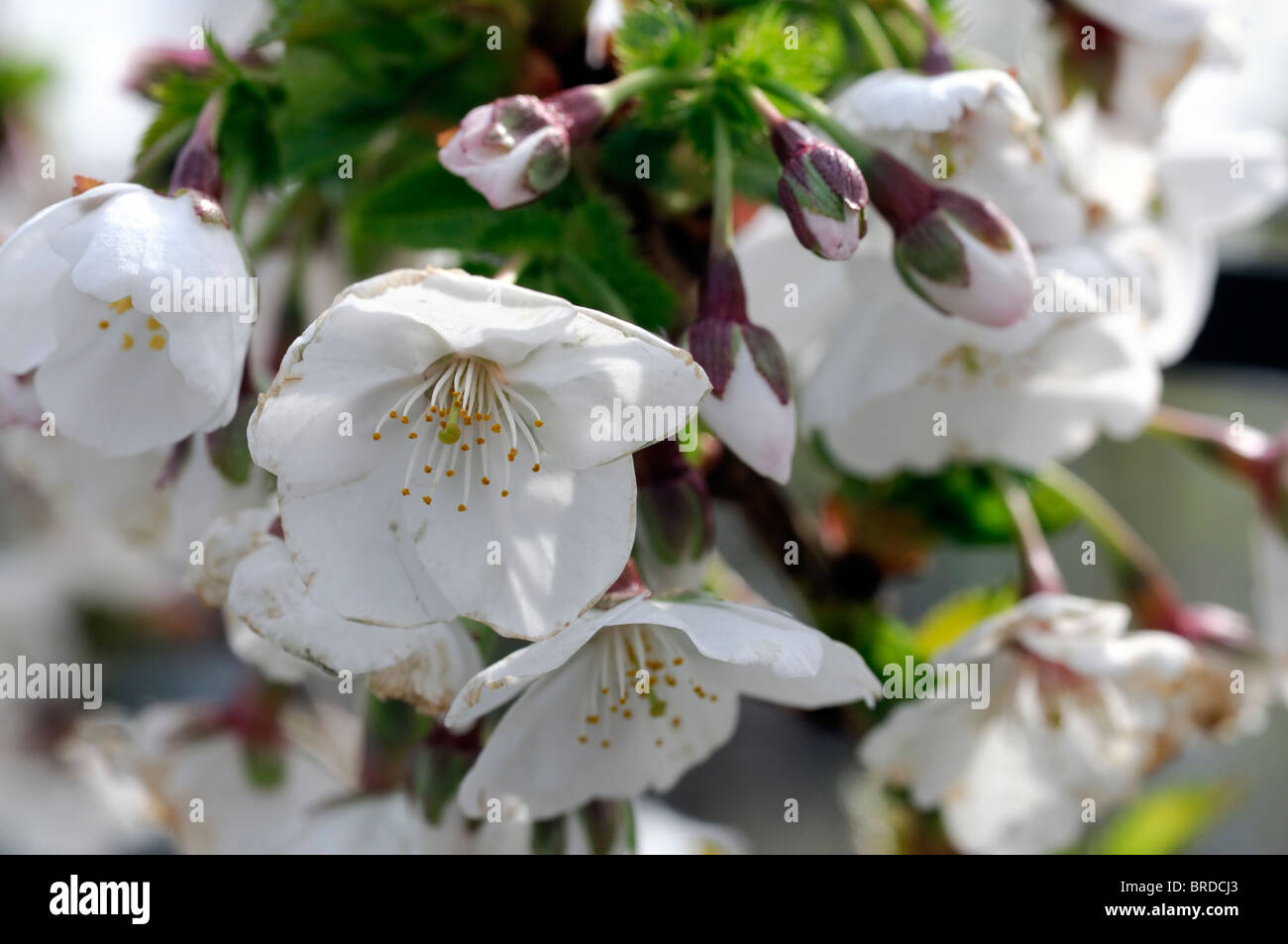 Prunus Umineko cherry deciduous tree white single one flower flowered ...