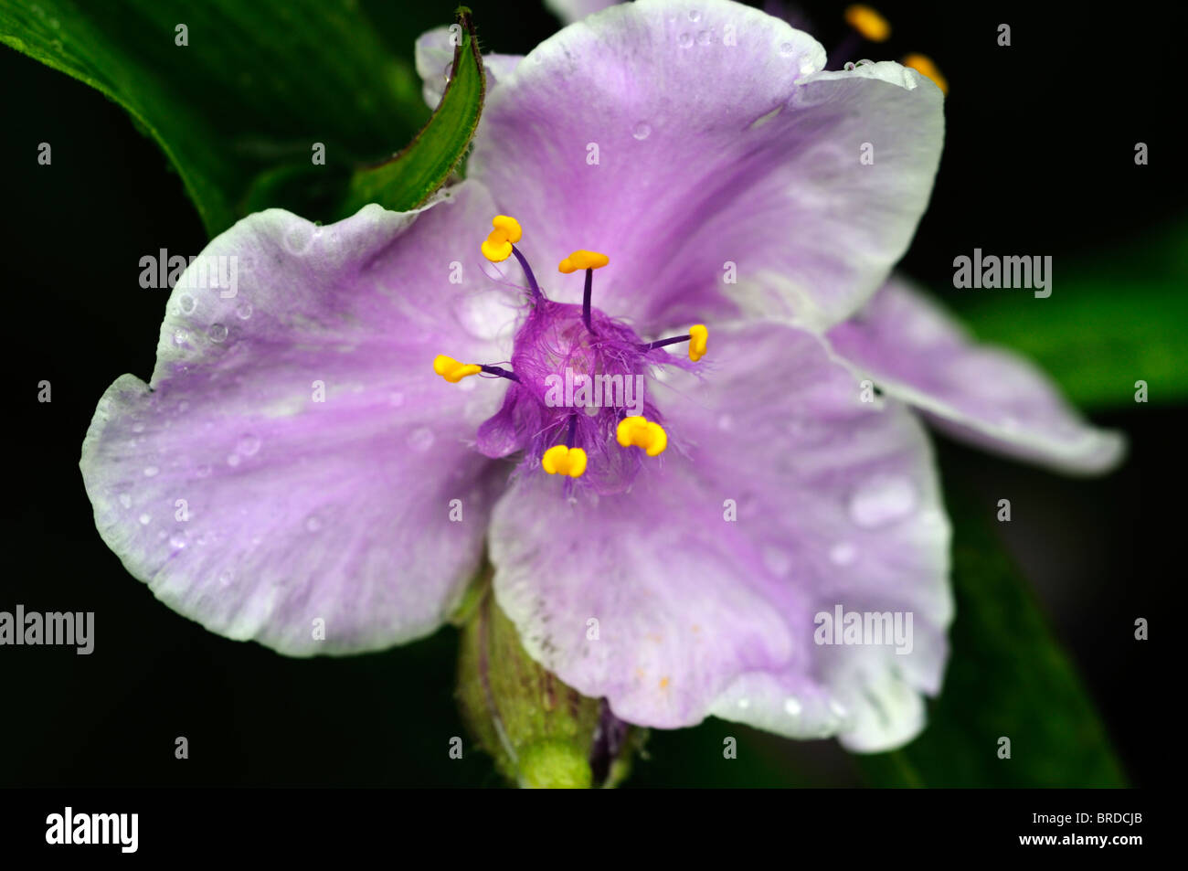 Spiderwort tradescantia andersoniana hi-res stock photography and ...
