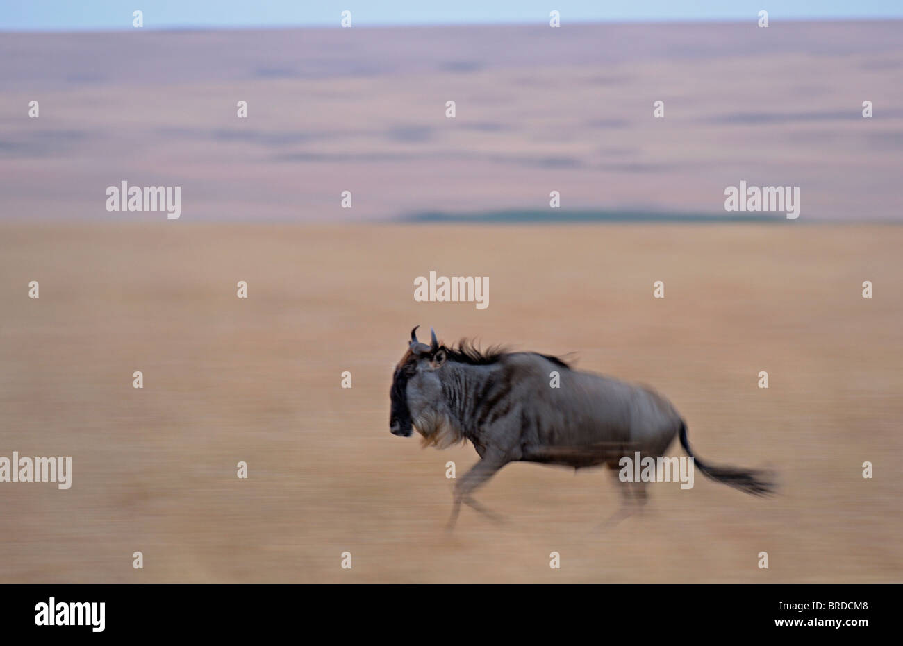 Wildebeests running hi-res stock photography and images - Alamy