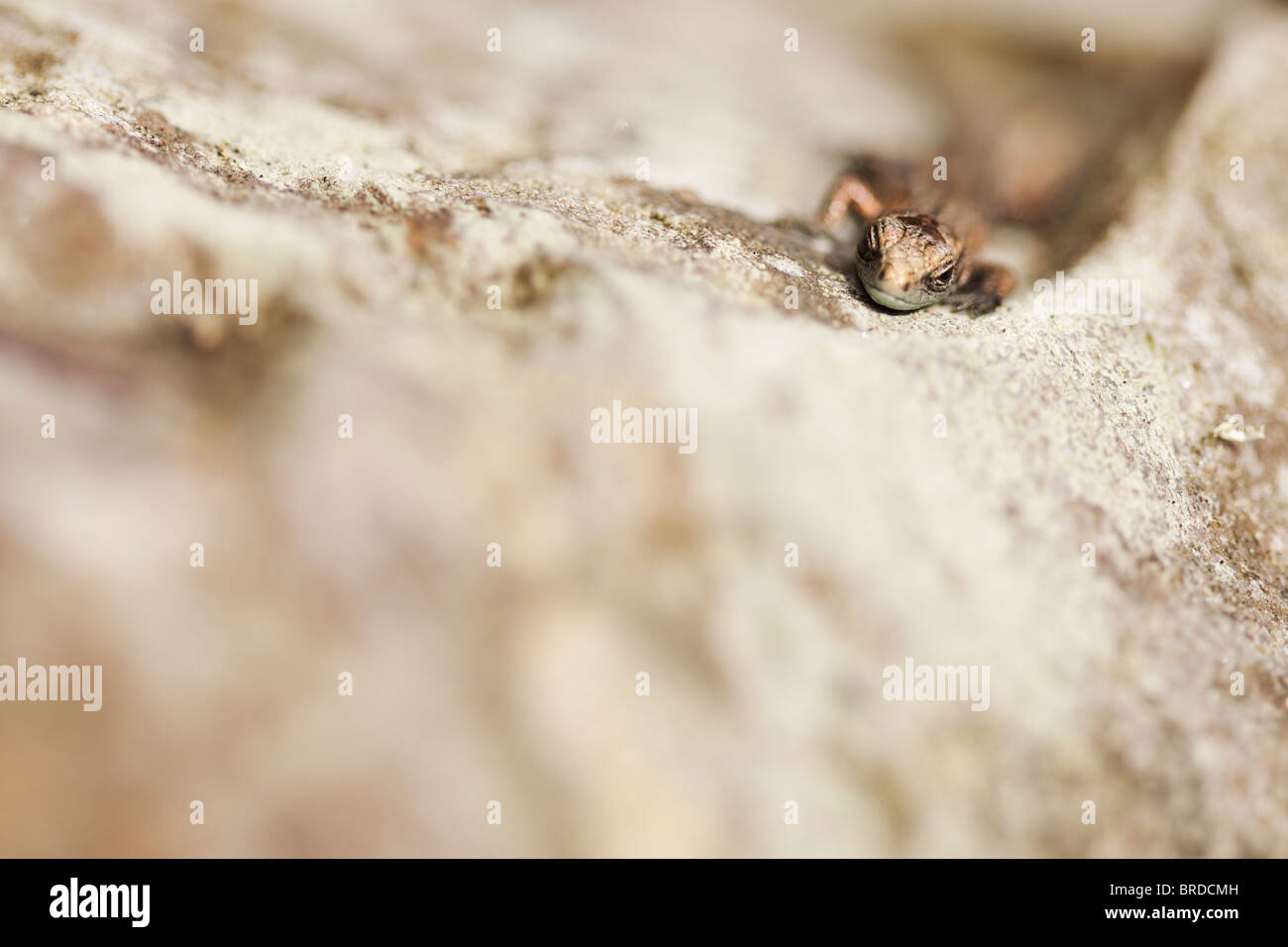 Young common lizard zootoca vivipara hi-res stock photography and ...