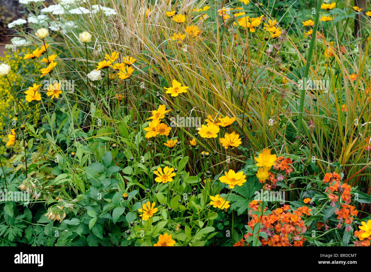 mixed perennial flower bed multi multiple color colors yellow orange ...