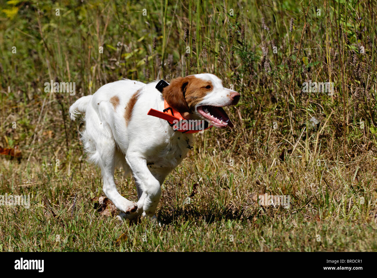 Brittany spaniel running hi-res stock photography and images - Alamy