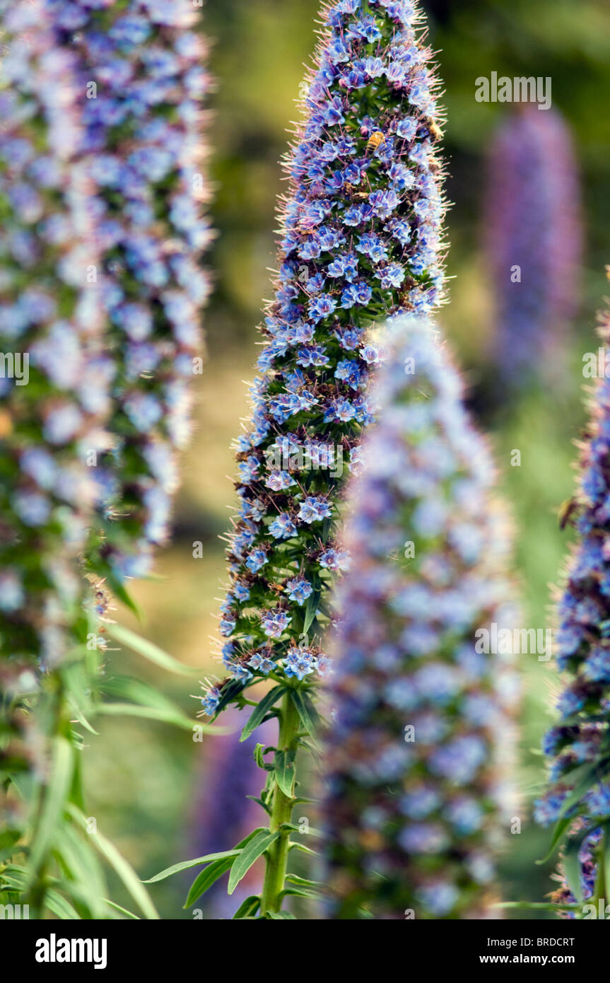 Flora of victoria australia hi-res stock photography and images - Alamy