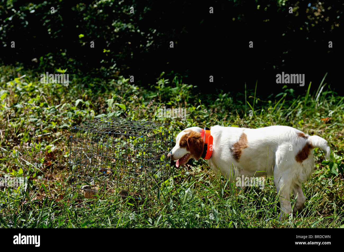 Brittany On Point on Quail in Cage During Training Session in Harrison ...