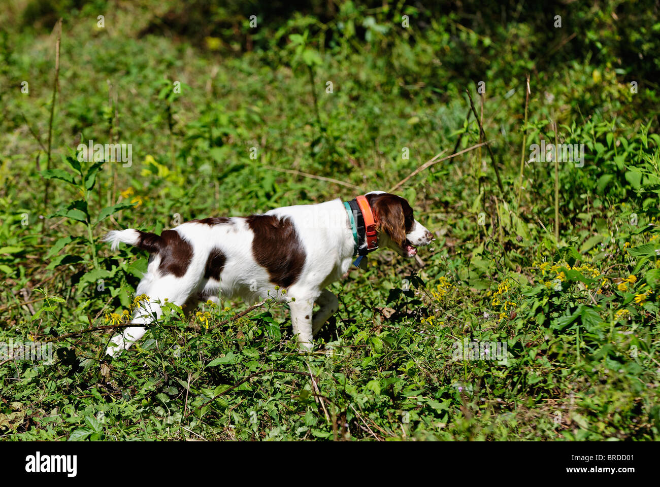 Brittany Spaniel Pointing