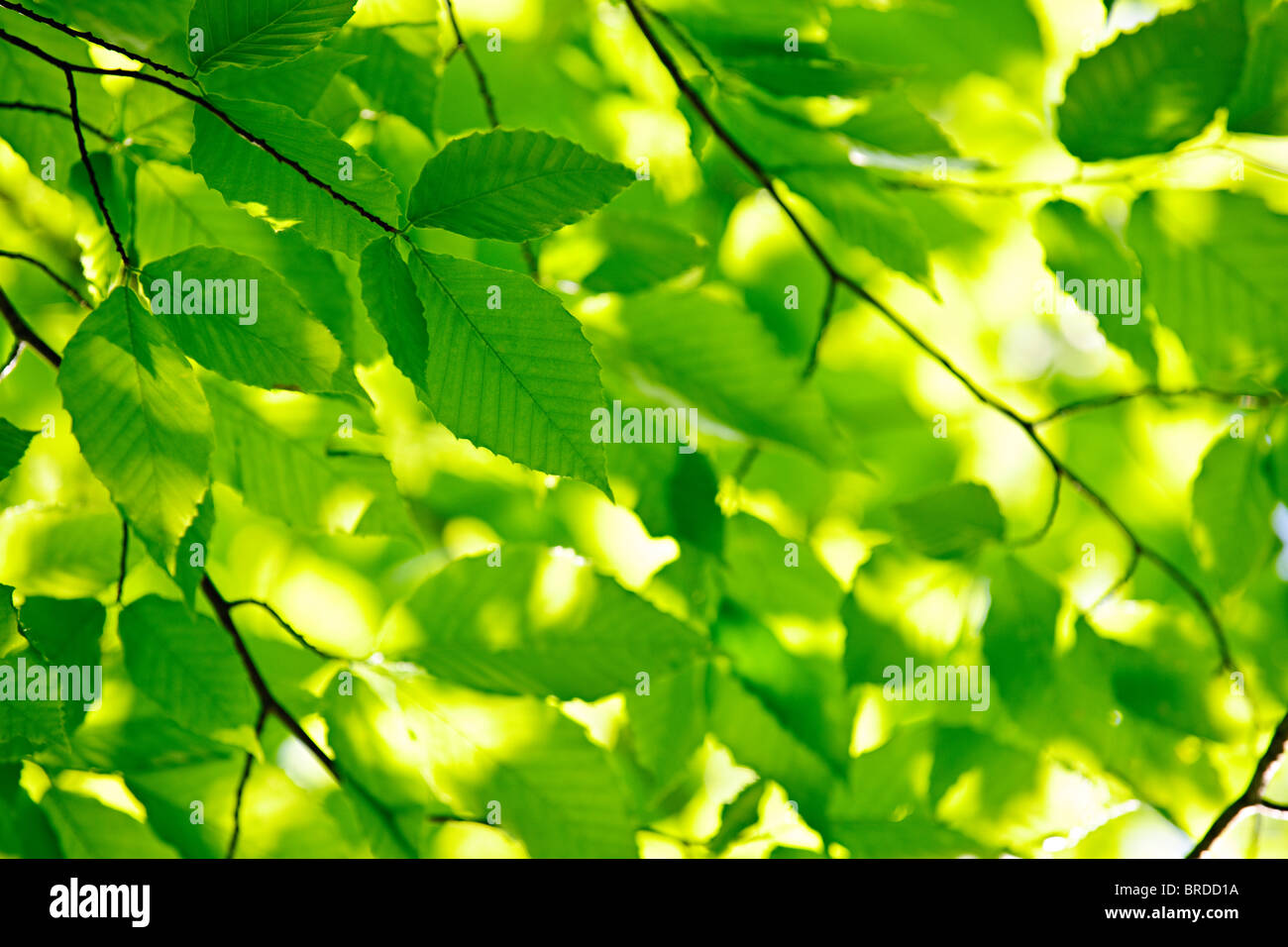 Green spring tree leaves in sunshine, natural background Stock Photo ...