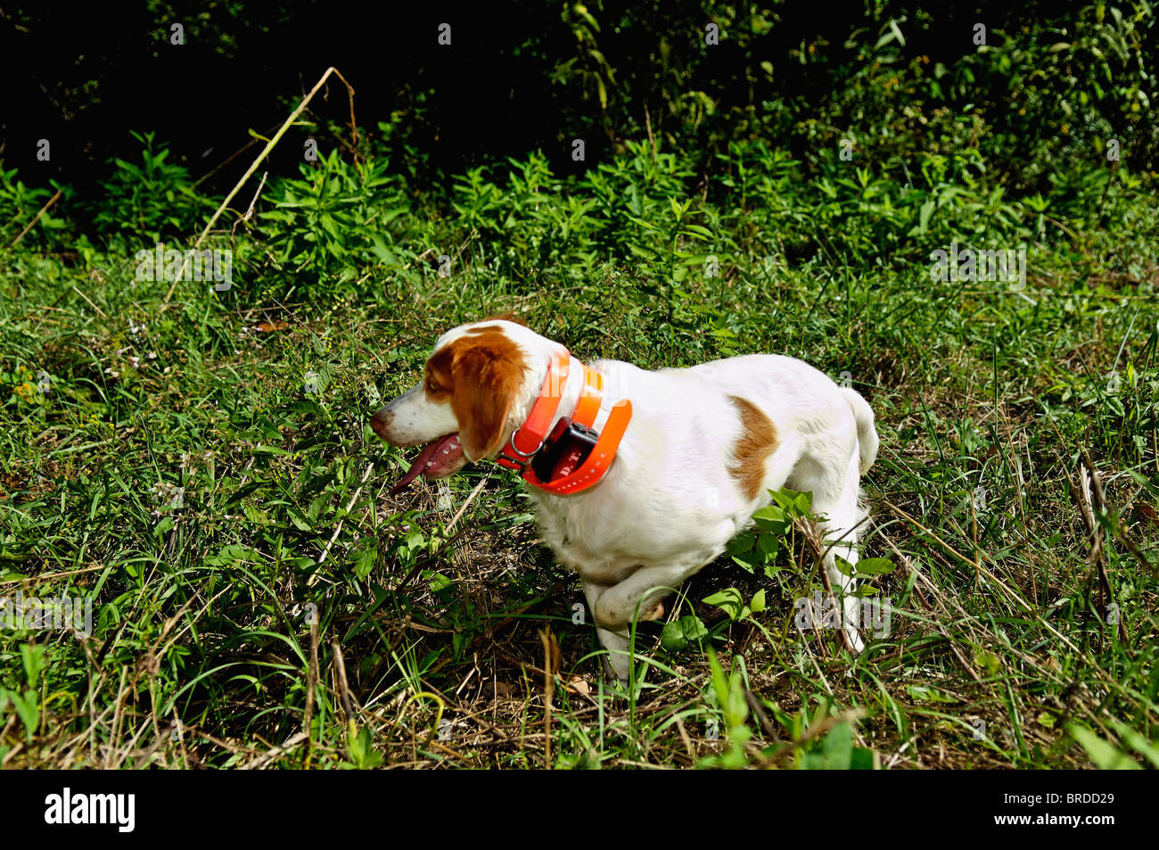 Brittany On Point on Quail During Training Session in Harrison County ...
