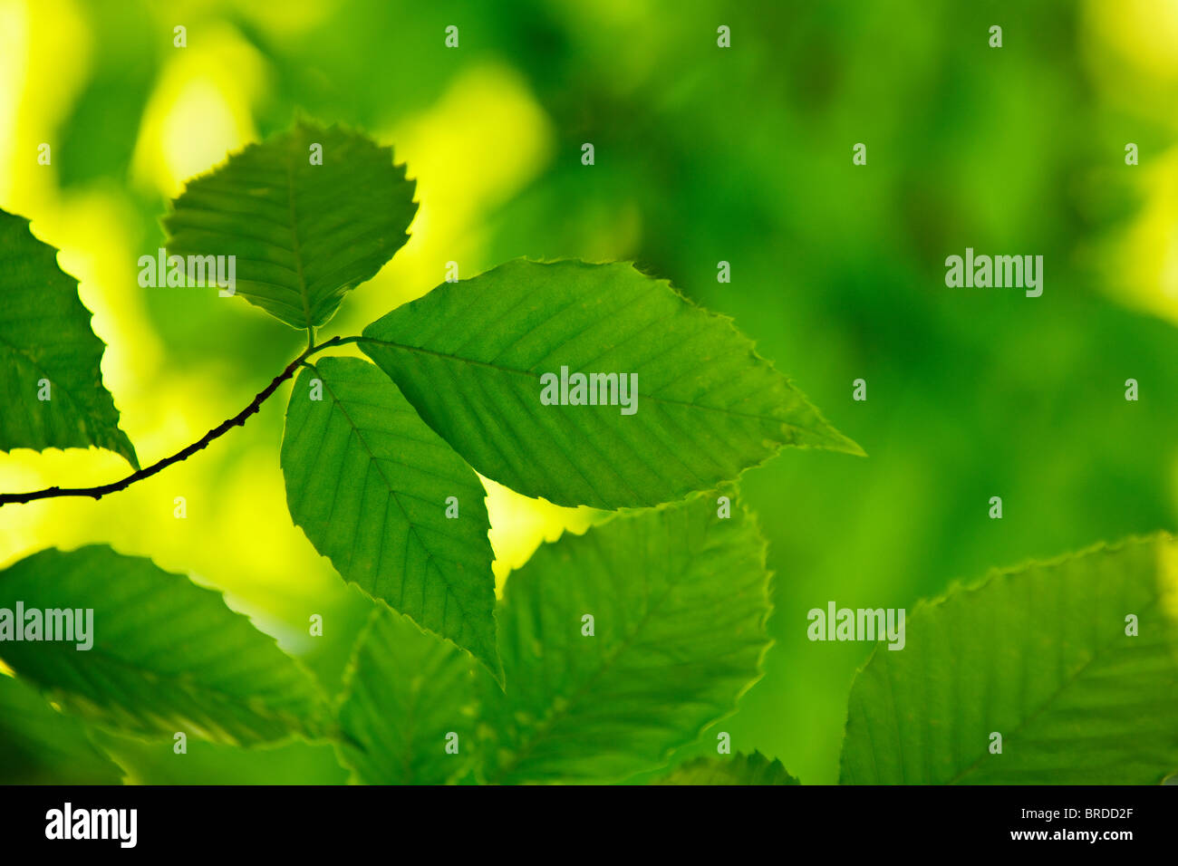 Elm leaves hi-res stock photography and images - Alamy