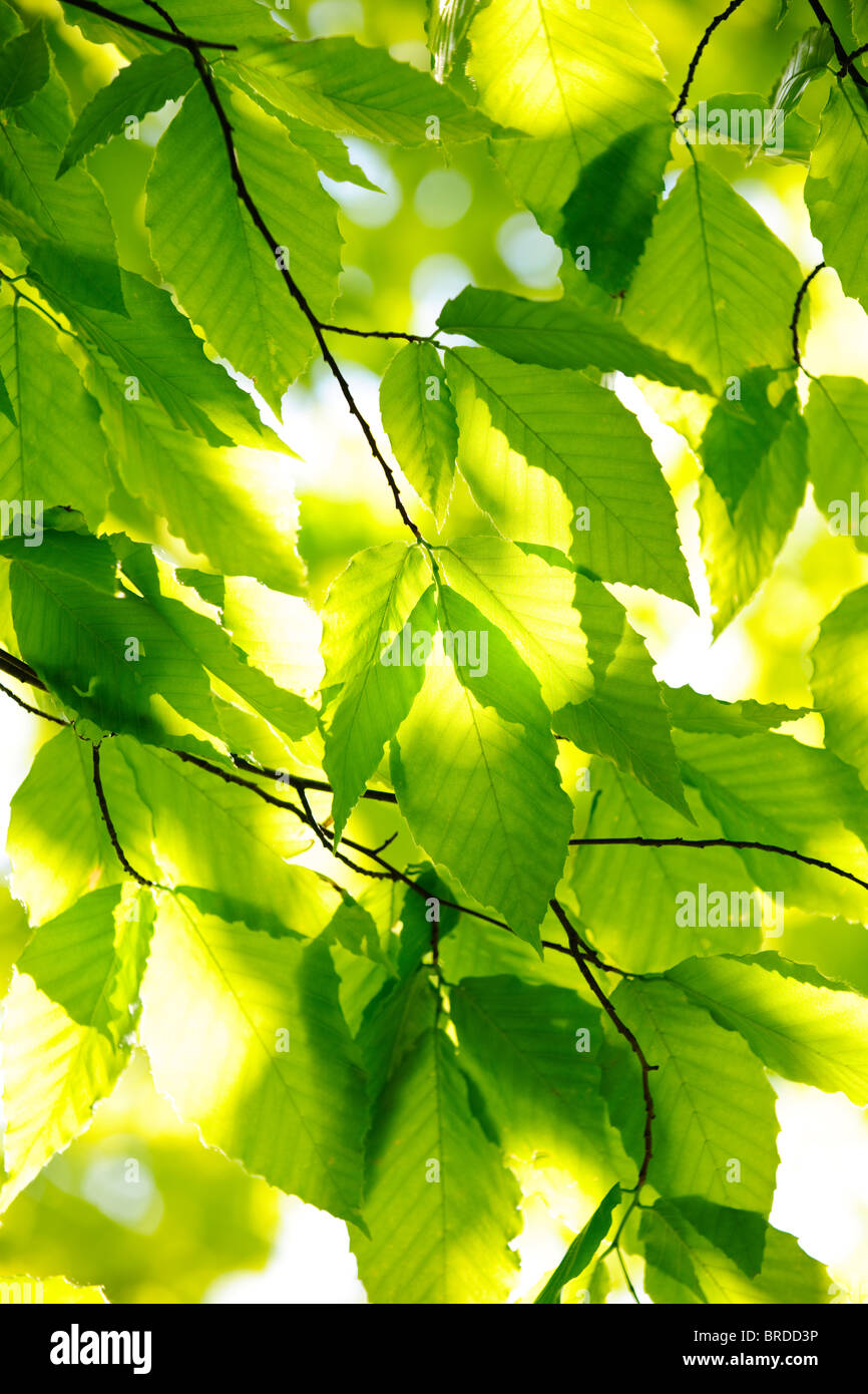 Green spring tree leaves in sunshine, natural background Stock Photo ...