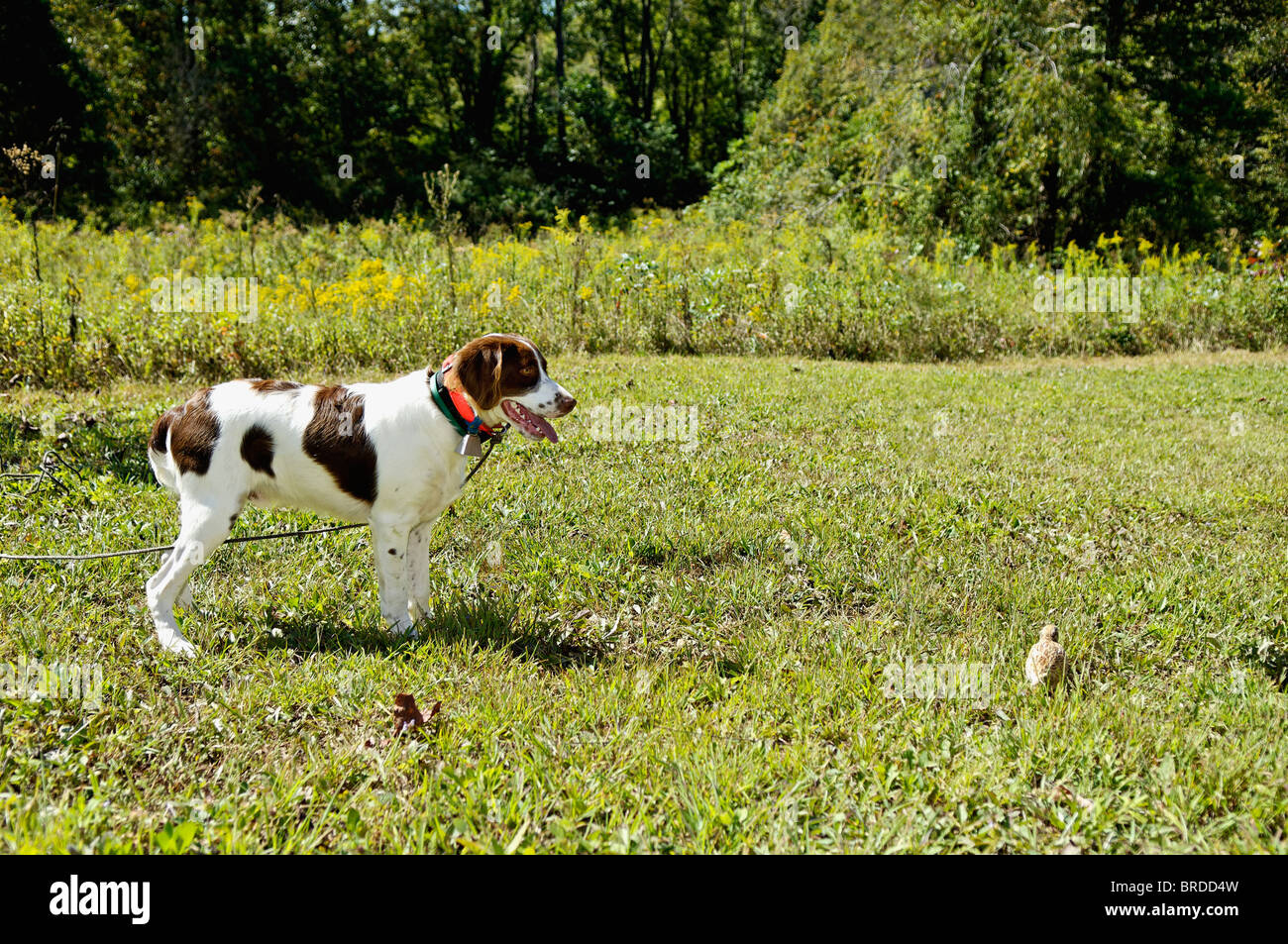 Brittany On Point on Quail During Training Session in Harrison County ...