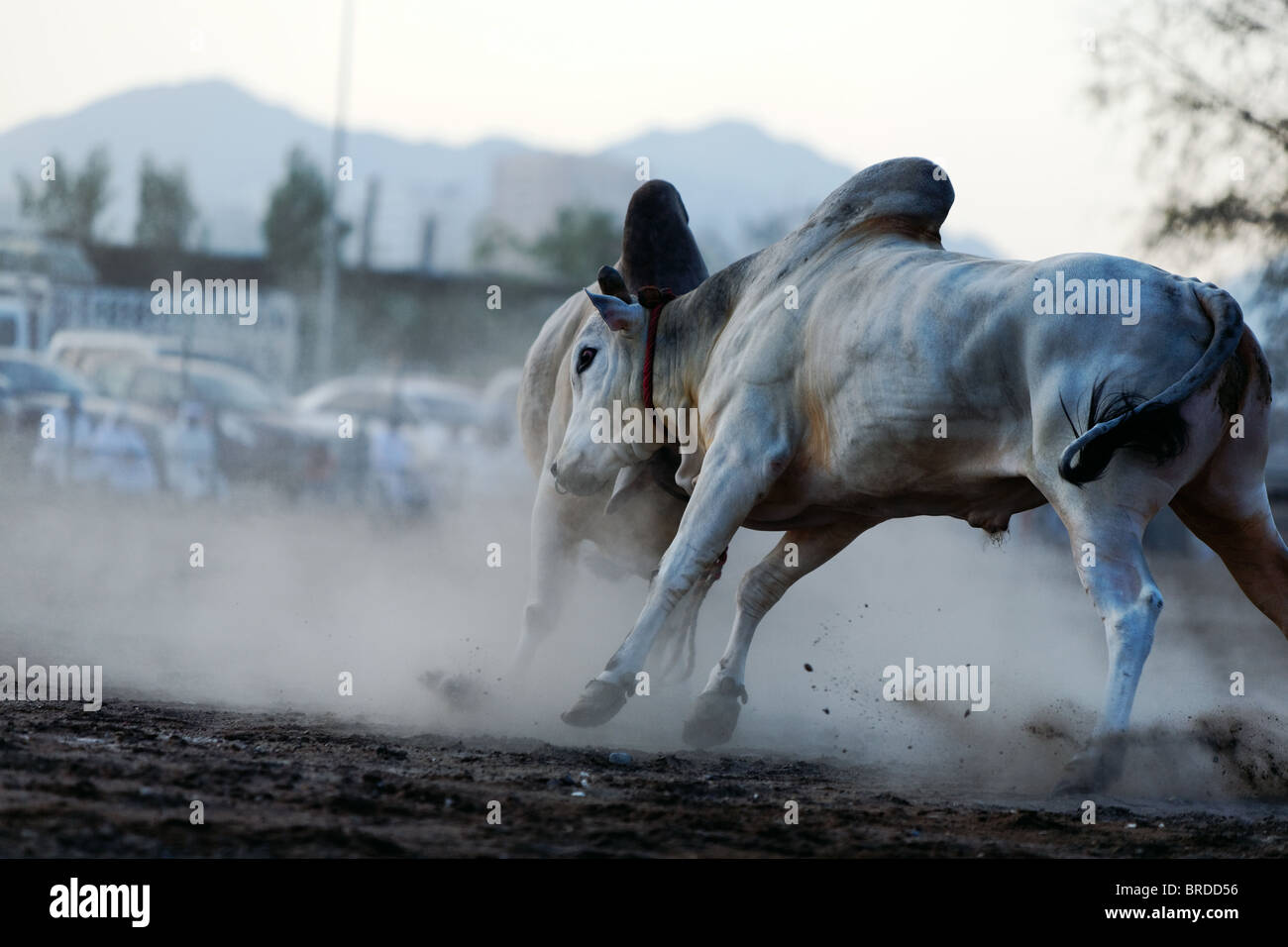 Two Brahman bulls engaged in fight. Bull fighting using two bulls is a ...