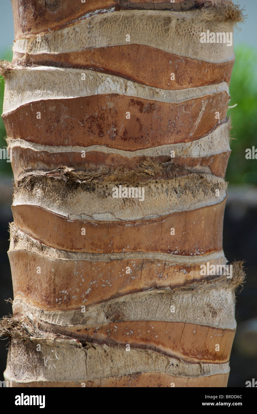 Coconut bark hi-res stock photography and images - Alamy