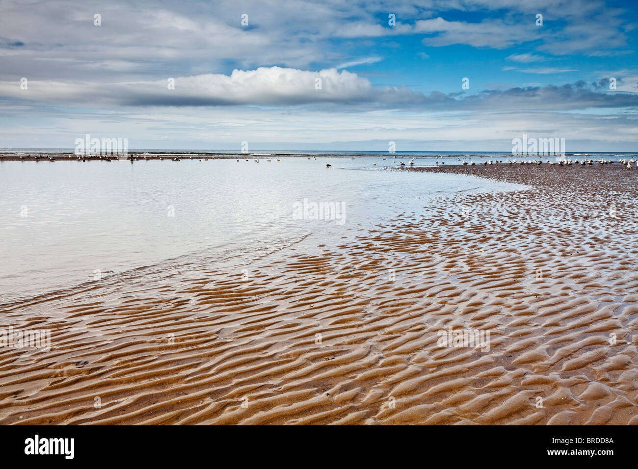Golden beach on a sunny summer day Stock Photo - Alamy