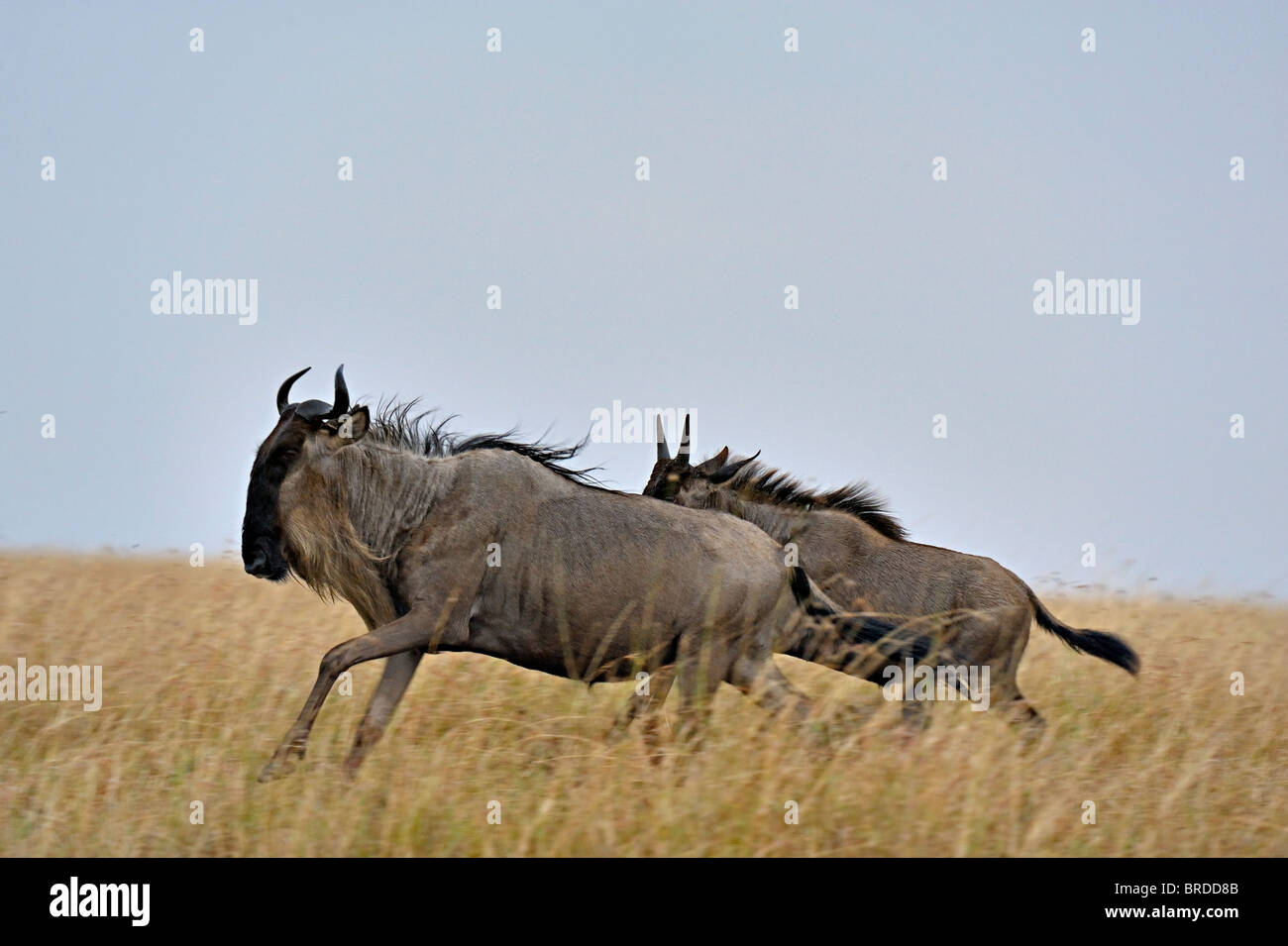 Wildebeest (or wildebeest, wildebeests or wildebai, gnu) on the run in ...