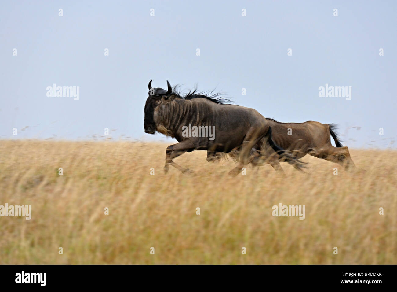 Wildebeests running hi-res stock photography and images - Alamy