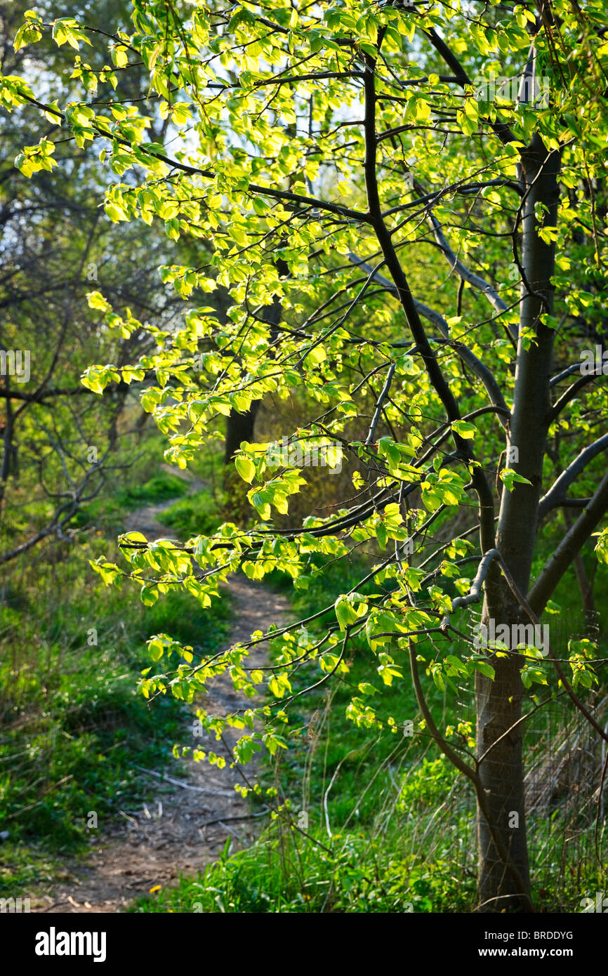 Winding tree branches in the park hi-res stock photography and images ...