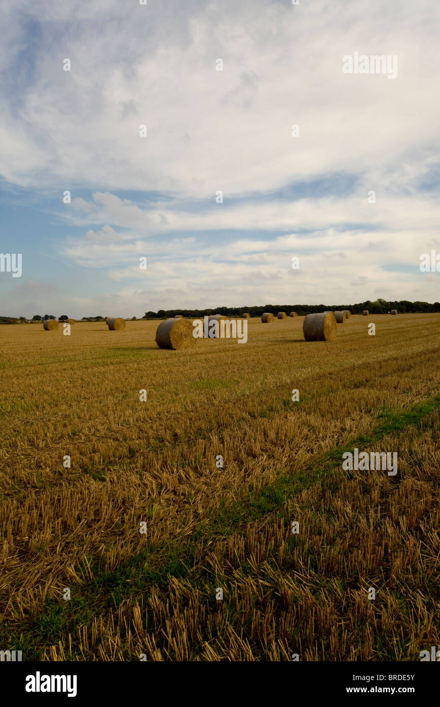 Baled straw landscape Stock Photo - Alamy