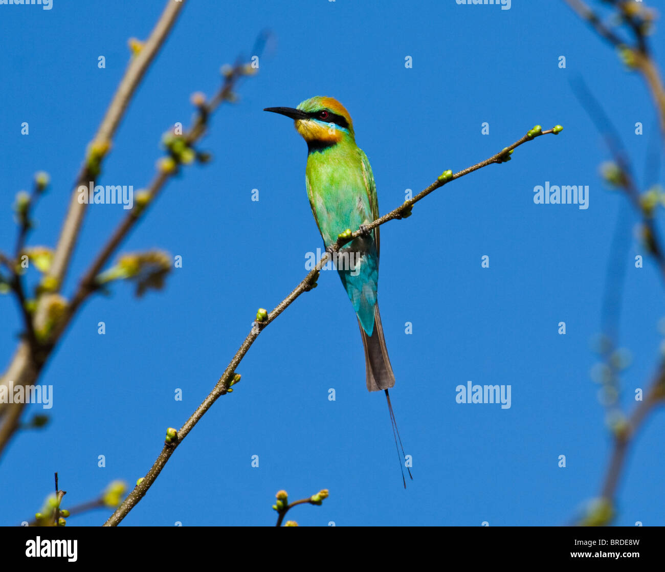 Rainbow bee eater hi-res stock photography and images - Alamy