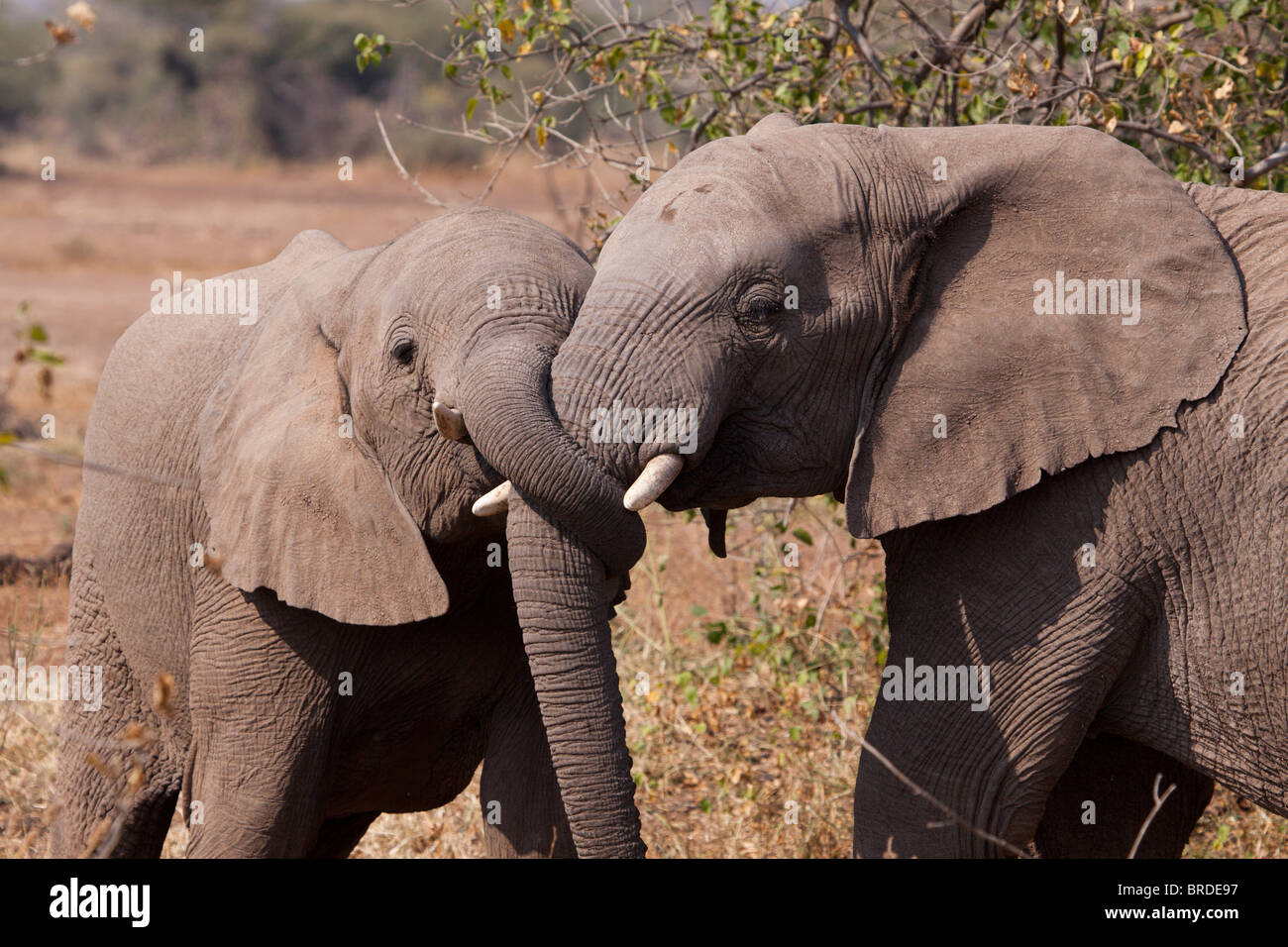 Elephant play fighting with trunks intertwined Stock Photo - Alamy