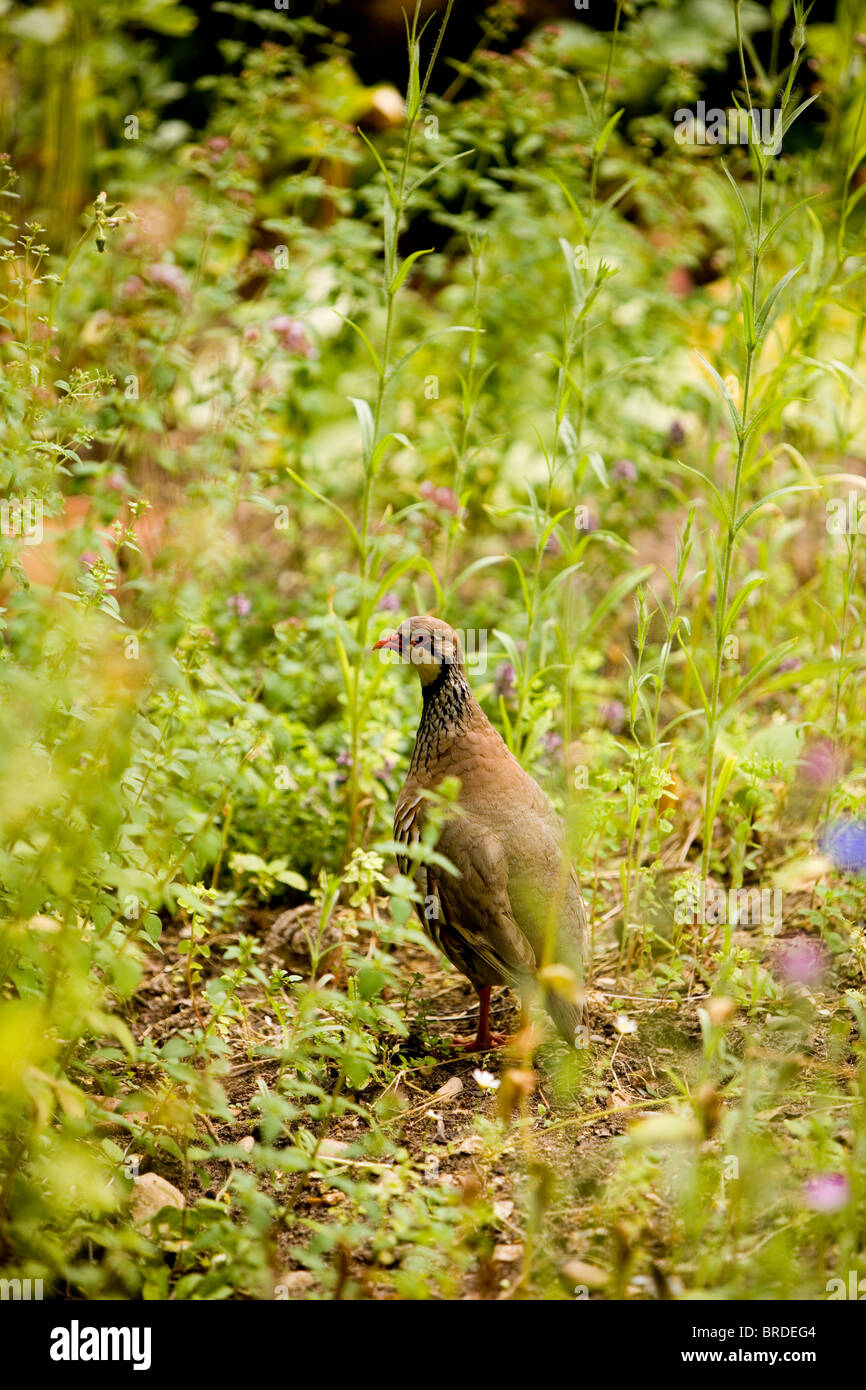 French red legged partridge (Alectoris rufa) in corn wildflower setting ...