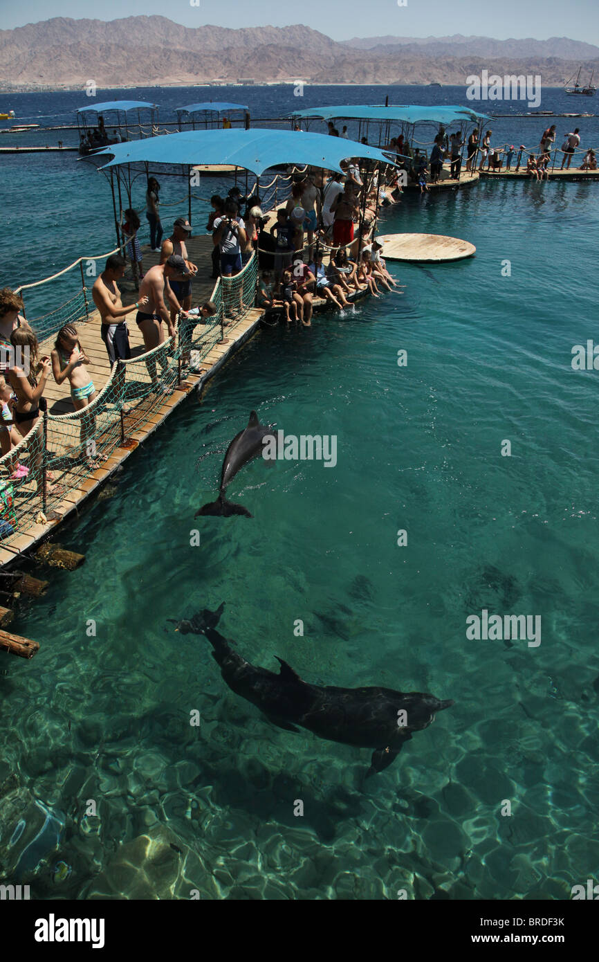 People watching dolphins at the Dolphin Reef a horseshoe-shaped sea-pen ...