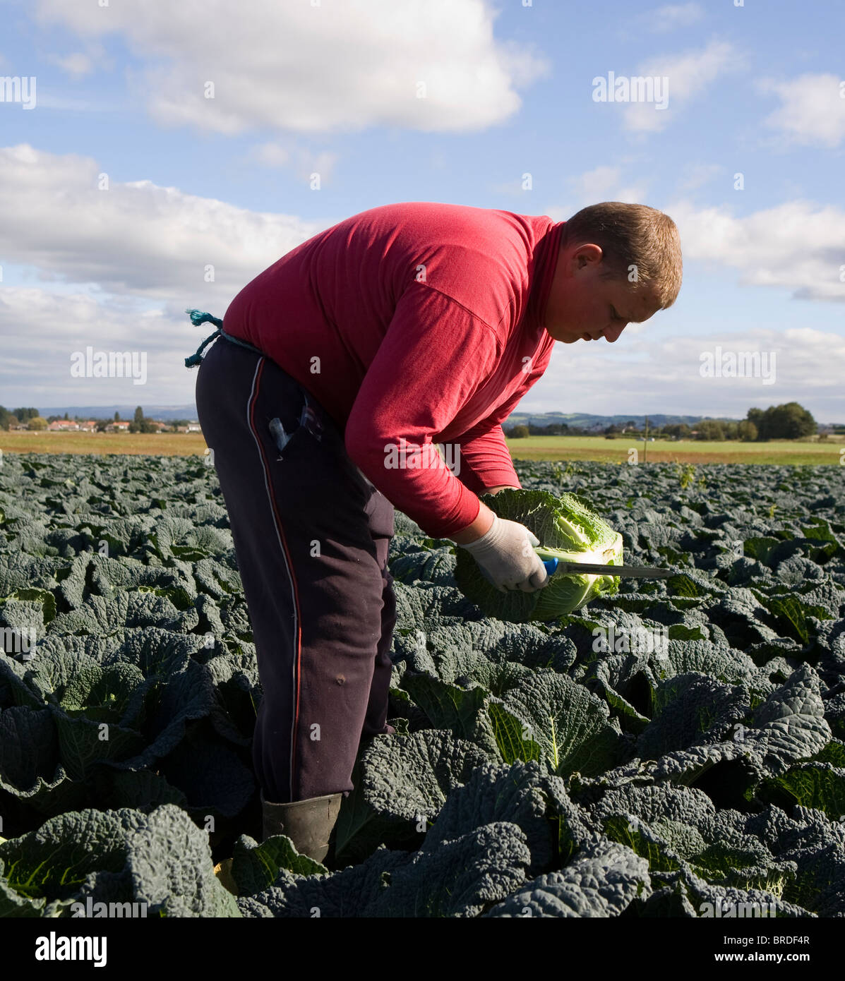 Workers pick picked picking hi-res stock photography and images - Alamy