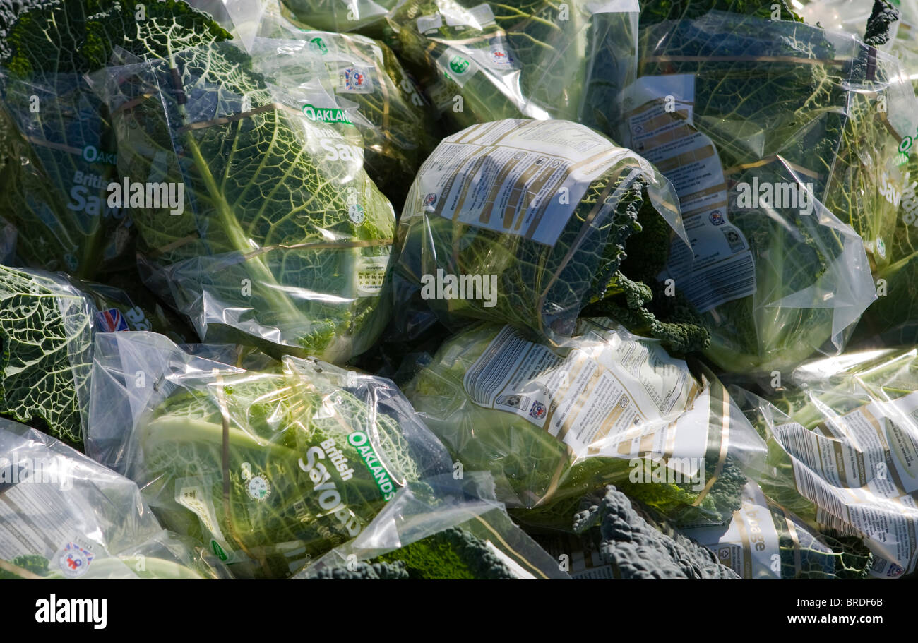Picked, packed Grown Vegetables British Savoy Cabbage on Farms in the ...