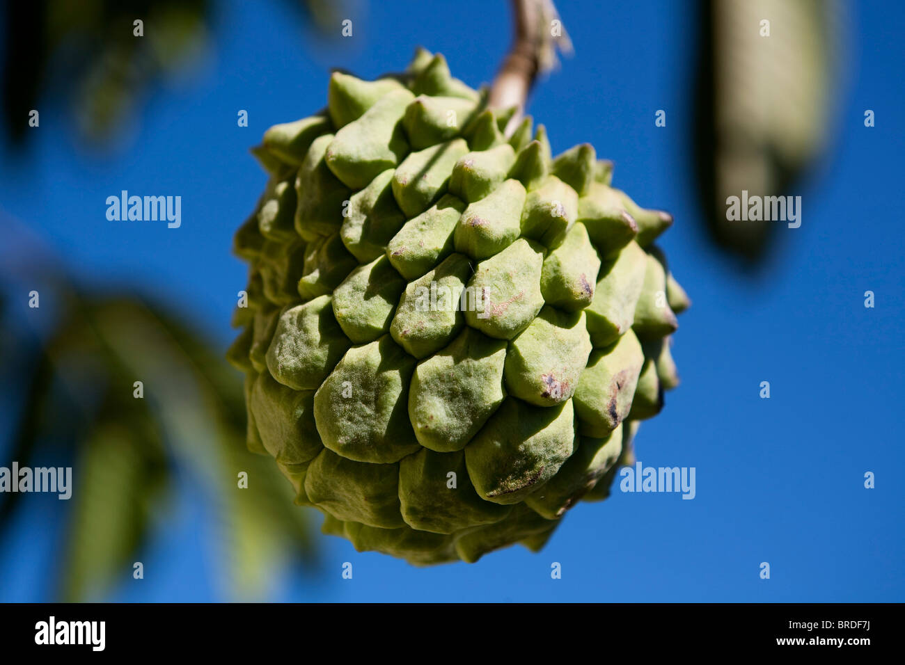 Custard apple on the tree, tropical fruit, Brazil Stock Photo - Alamy