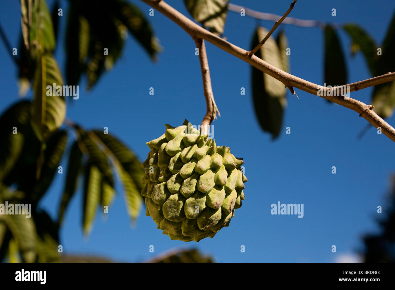 Custard apple on the tree, tropical fruit, Brazil Stock Photo - Alamy
