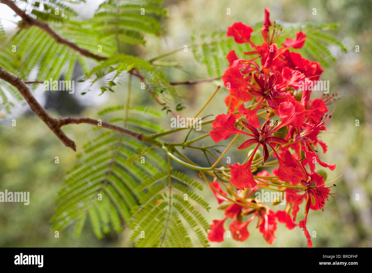 Royal poinciana tree hi-res stock photography and images - Alamy