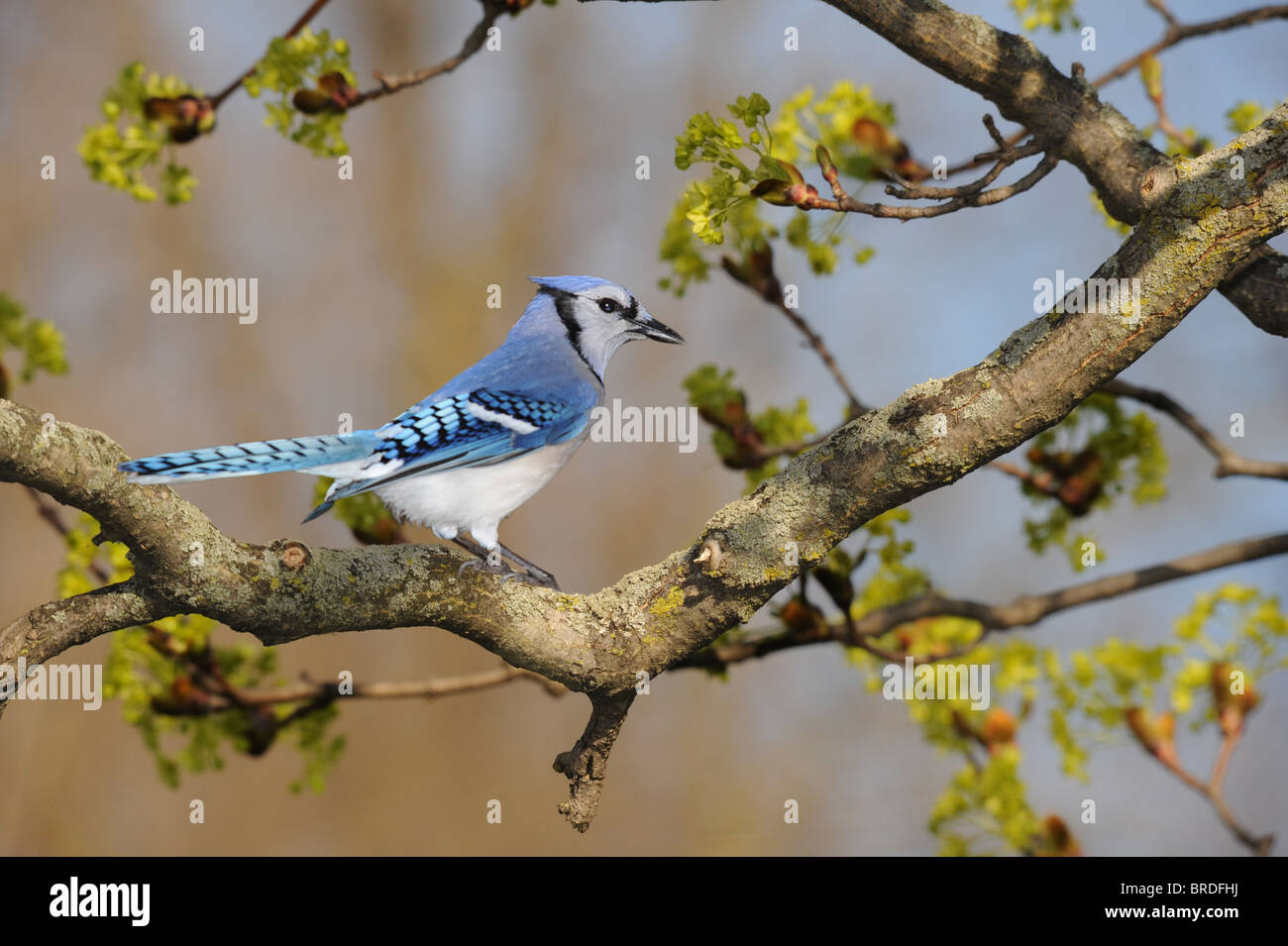 Jay in a tree hi-res stock photography and images - Alamy