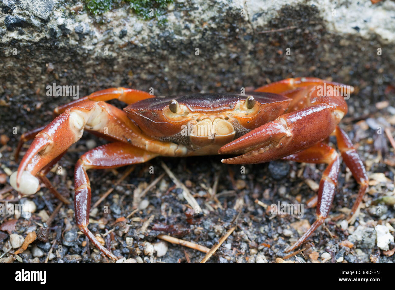 Red caribbean crab hi-res stock photography and images - Alamy