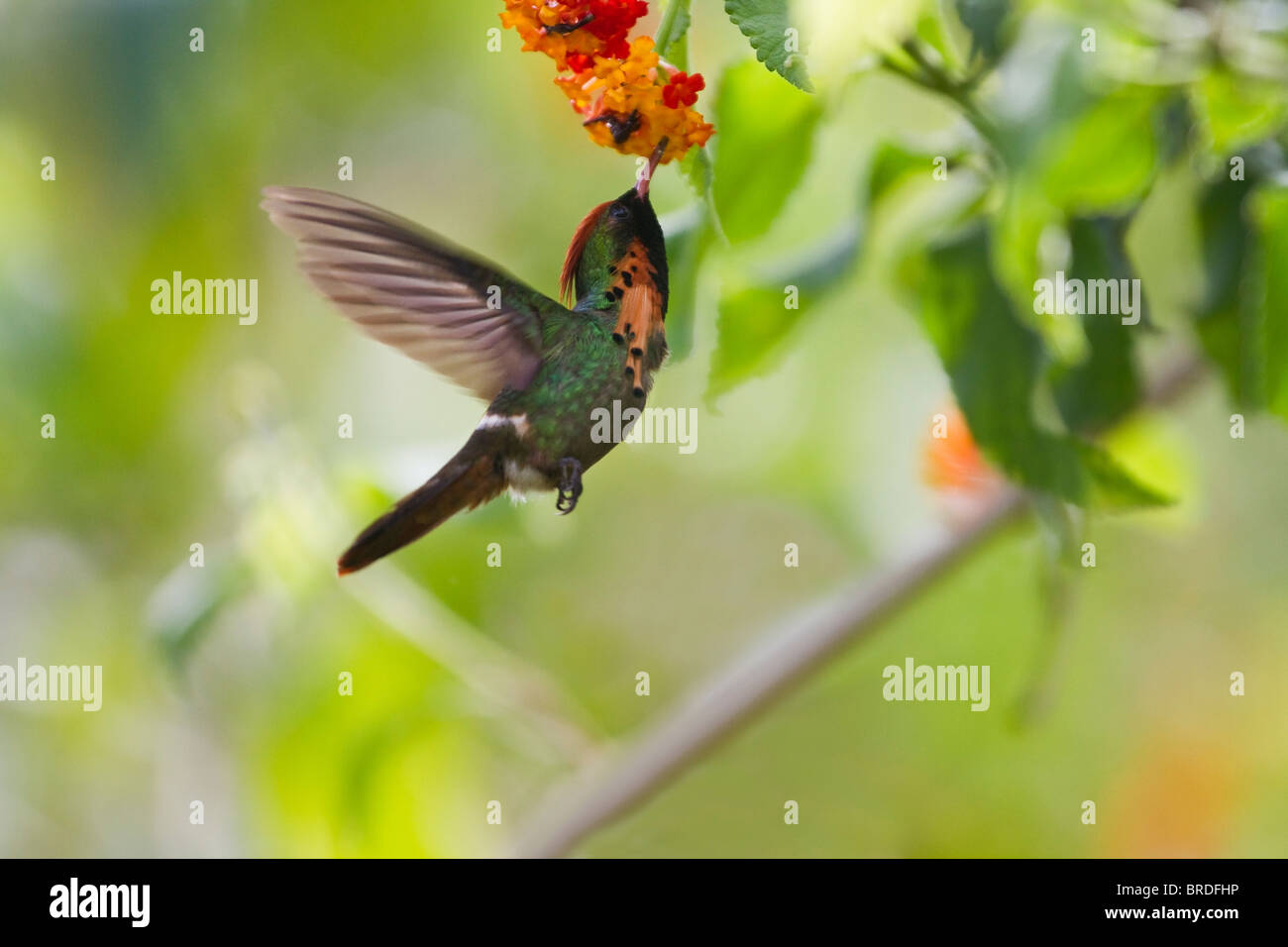 Tufted coquette hummingbird hi-res stock photography and images - Alamy