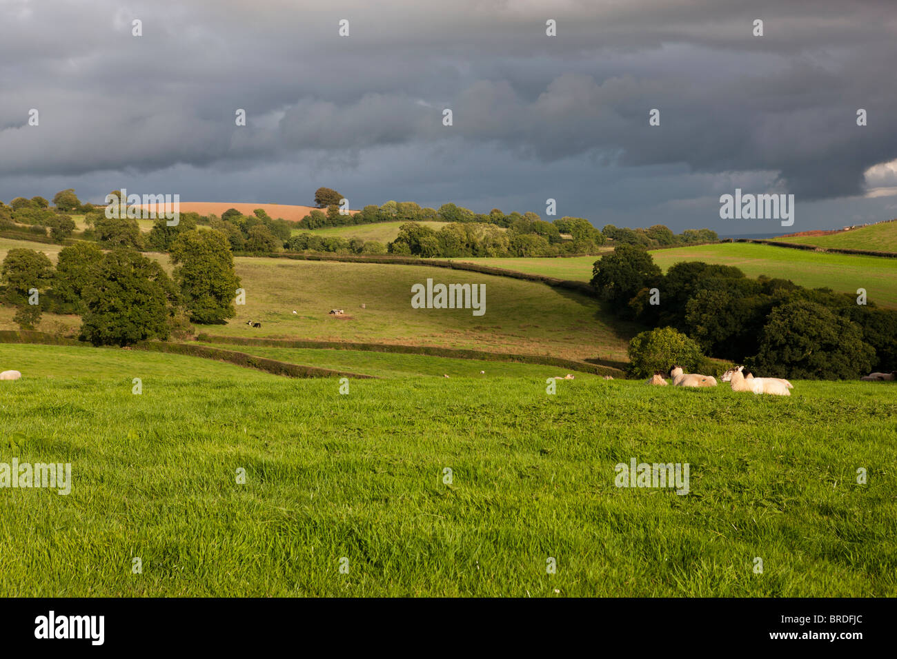 Cullompton hi-res stock photography and images - Alamy