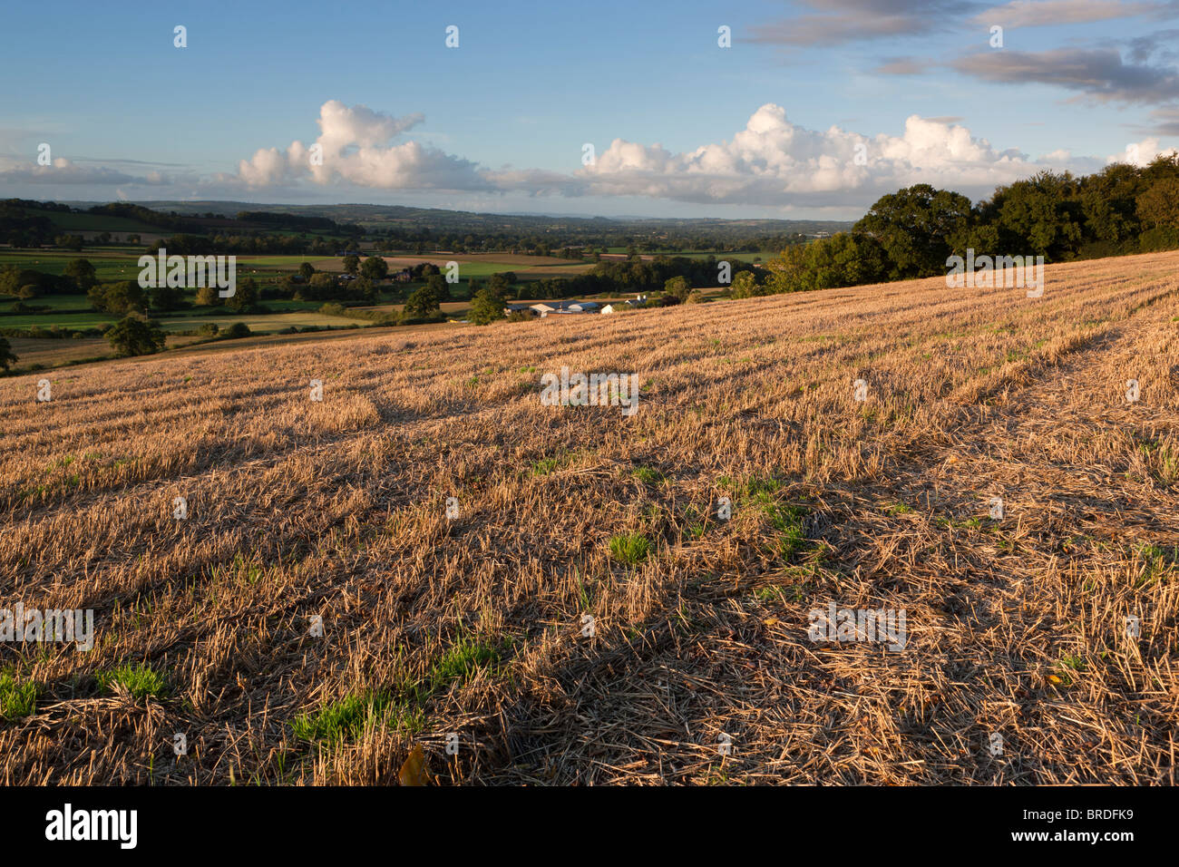 Cullompton High Resolution Stock Photography and Images - Alamy